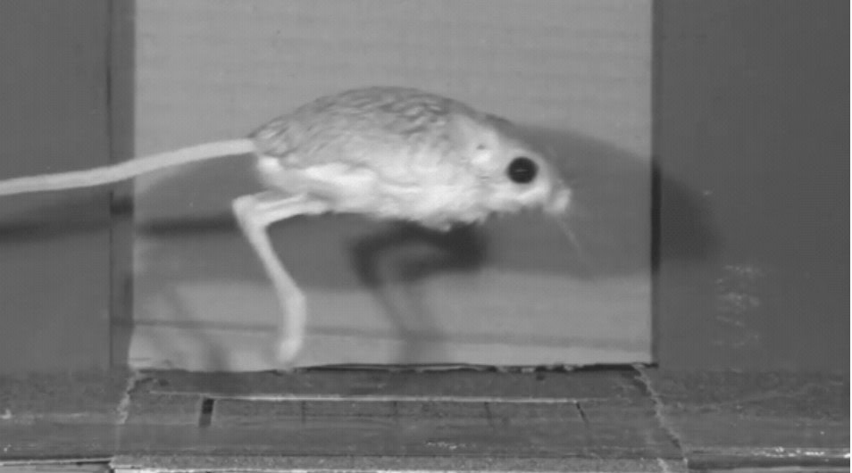 From rodent to robot - Michigan Engineering News