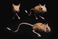 From rodent to robot - Michigan Engineering News
