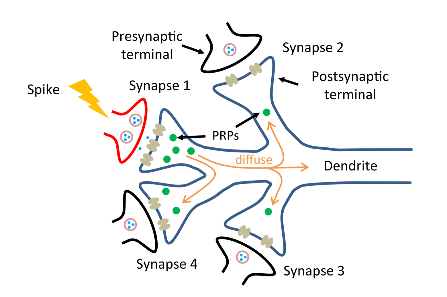 Toward brain-like computing: New memristor better mimics synapses ...