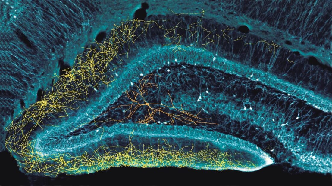 New understanding of neurons in the hippocampus: they’re all the same ...
