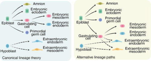 Stem cell model of human embryo produces yolk sac without hypoblasts ...